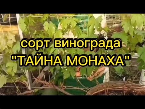 сорт винограда "ТАЙНА МОНАХА". - YouTube