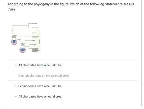 Solved According To The Phylogeny Below Which Of The Chegg
