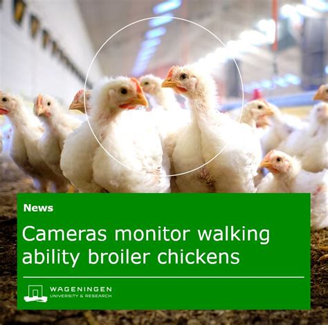 🐔🎥 Cameras Provide Insight Into Walking Ability Broiler Chickens How Wageningen Livestock