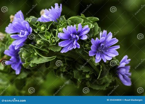 Inflorescence Cristata Occurs In Many Plants Both In The Wild And In