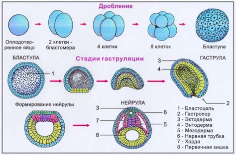 особенности бластулы гаструлы нейрулыпомогите пожалуйста Школьные