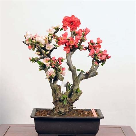 こんにちは Welcome To Naes Garden Flowering Quince Bonsai