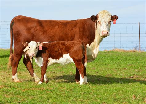 Short Supplies High Demand Boost Cattle Producer Profits Mississippi