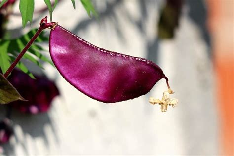 The Ruby Moon Hyacinth Bean Minneopa Orchards