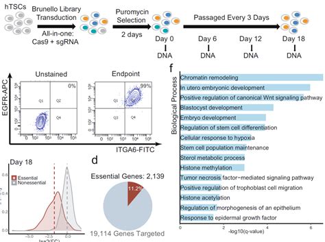 A Genome Wide Crispr Cas9 Screen In Human Trophoblast Stem Cells