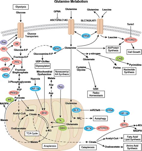 Cellular Metabolism Resources Cell Signaling Technology