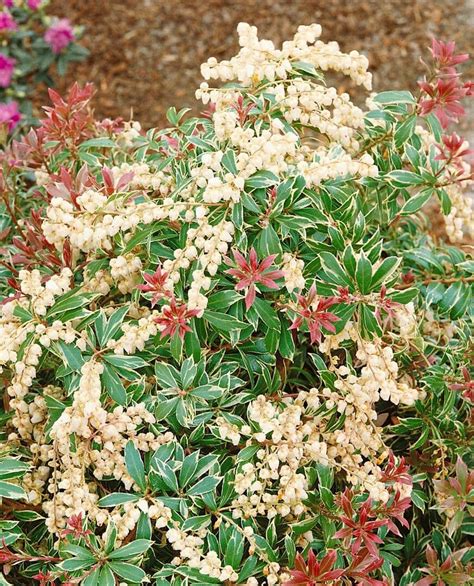 Pieris Japonica Little Heath Pflanzen Für Dichde 695