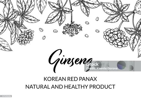 인삼 수평 디자인 스케치 스타일로 손으로 그린 식물 벡터 일러스트레이션 포장 라벨 배지에 사용할 수 있습니다 한방 의학 배경