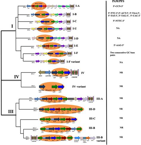 Classification Of Class 1 Crisprcas System Based On The Organization