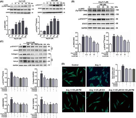 Periplocymarin Pm Suppressed AngⅡ‐induced Phosphorylation Of Jak2 And