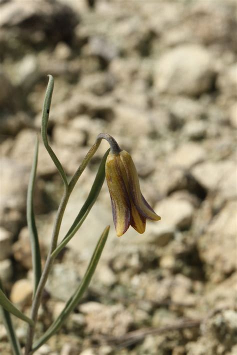 IUCN SSC Turkey Plant Red List Authority IUCN