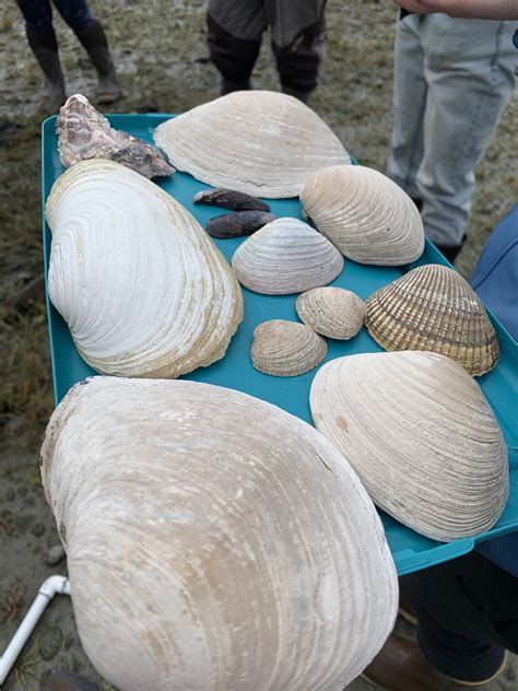Alaska Native Tribes Lead Shellfish Toxin Testing Amid State Failure Mirage News
