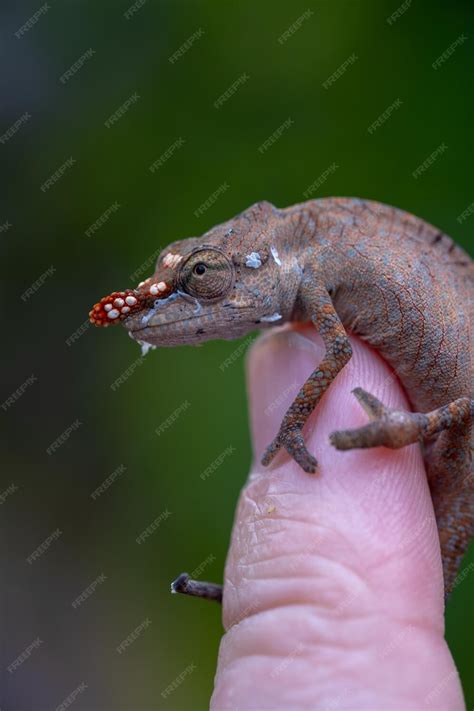 Premium Photo Close Up Of Hand Holding Lizard