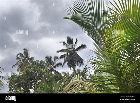 Beautiful Palm Trees At The Beach On The Tropical Paradise Islands
