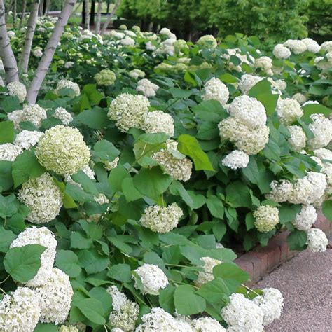 Hydrangea Arborescens Annabelle ~ Mophead Hydrangea Annabelle Hydra