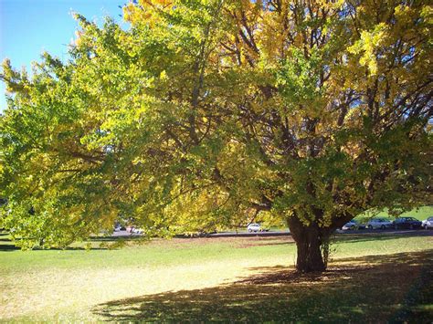 Large Tree In Park Free Stock Photo Public Domain Pictures