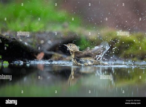 Tree Pitpit Anthus Trivialis Bathing Netherlands Overijssel