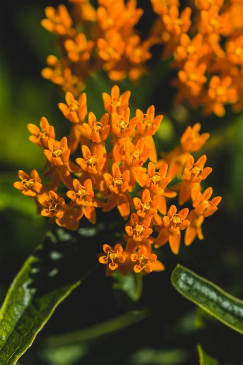 Butterfly Milkweed Tz Native Plants Sales