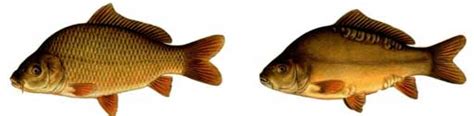 Total Fishing Blog Sexing Carp