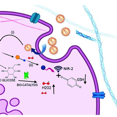 Cascade Tumor Specific Nanotheranostics Integrated With The In Vivo Download Scientific Diagram