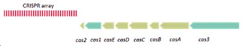 Genetic Structure Of The Clustered Regularly Interspaced Short Download Scientific Diagram