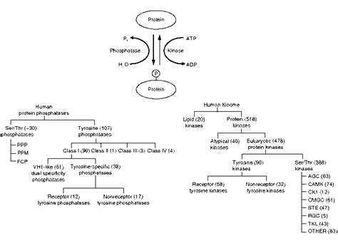 Identification And Analysis Of Protein Phosphorylation By Mass