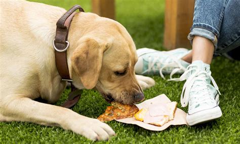Comidas Prohibidas Para Los Perros