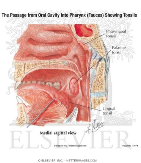 The Passage From Oral Cavity Into Pharynx Fauces Showing Tonsils With