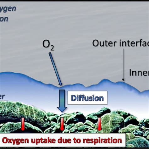 Oxygen Isotope Fractionation Factor α During Respiration In Relation