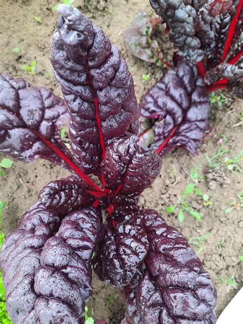 Opg Rubčić Gornji Stupnik