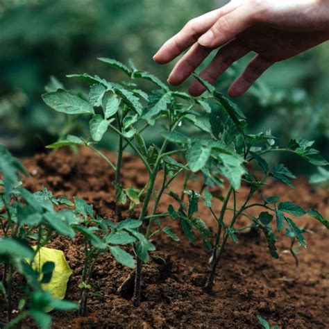 Vermicomposting Vs Composting Which Is Best For Your Garden