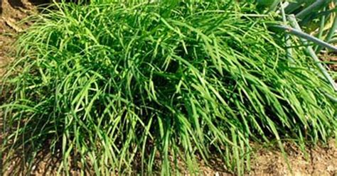 種から育てる葉菜類ニラ韮 野菜を育てるガーデニングニラを種から育てる