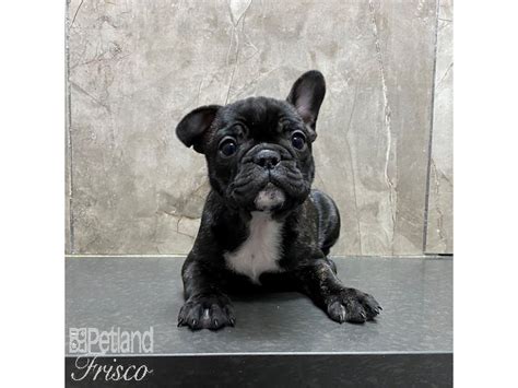 How Many Litters Can A Female French Bulldog Have