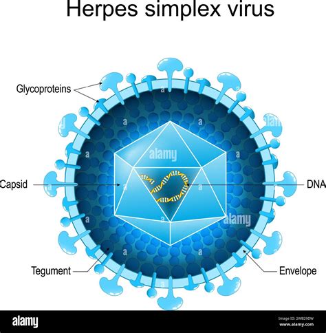 Structure de base du virus herpès simplex pour HSV 1 et HSV 2 Gros