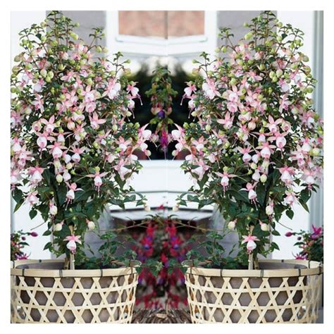 Pair Of Fuchsia Tree Standards Elma Gorgeous Patio Fuchsia Trees In