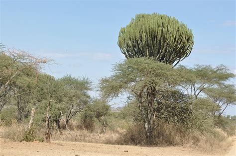 Africa Tree Free Photo On Pixabay Pixabay