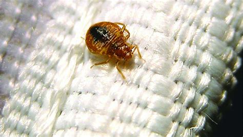 Indy Has 13th Most Bed Bugs In The Nation Survey Finds