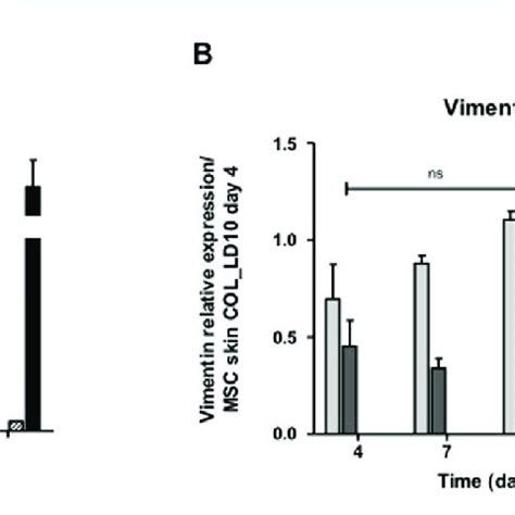 Expression Of E Cadherin And Vimentin A E Cadherin And B Vimentin