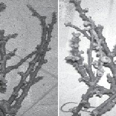 Photos Show Flower Bud And Fruit Set Were Difference At Different Download Scientific Diagram
