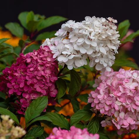 National Plant Network Multicolor Hydrangea Flowering Shrub In 2 Gallon