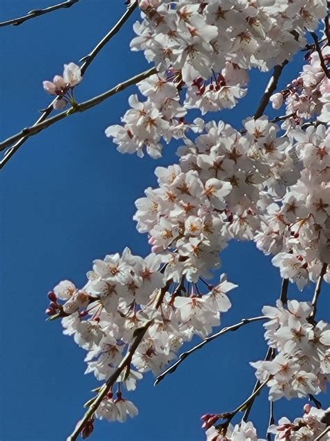 シダレザクラ 枝垂桜 季節の花と花言葉 kensan 0427さんのﾌﾞﾛｸﾞ
