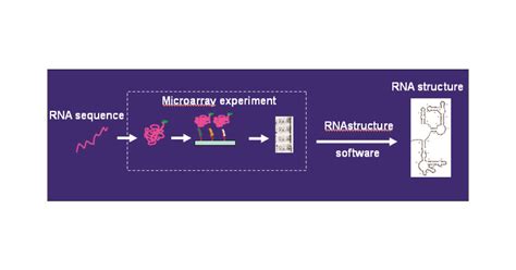 Interpreting Oligonucleotide Microarray Data To Determine Rna Secondary