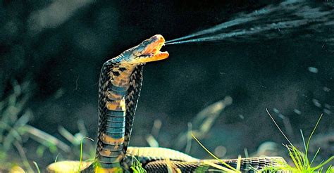 10 Most Venomous Snake In The World Elite Readers