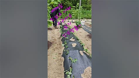 오지마을꿀 고구마~고구마수 심기요부골 Youtube