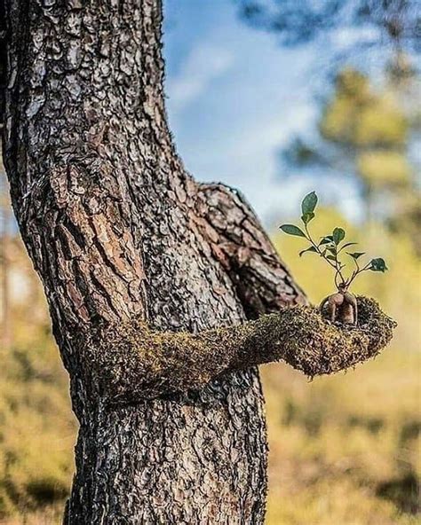 🔴 РУКОДЕЛИЕ 🔴 в Instagram: «Чудо ПРИРОДА сотворила🤗 Дереву руки дала ...