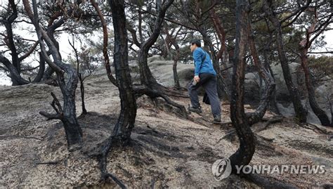 산불로 타버린 인왕산 나무 연합뉴스