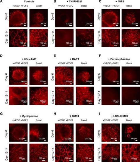 Direct Differentiation Of Human Pluripotent Stem Cells Into Vascular Network Along With