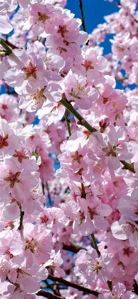 100 Japanese Pink Wallpapers