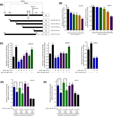 Ginsenoside Compound K Suppresses Tumour Growth In The 22rv1 Xenograft