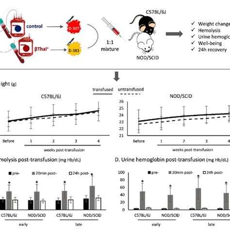 Recovery Of Human Rbcs 24 H Post Transfusion In Recipient Mice
